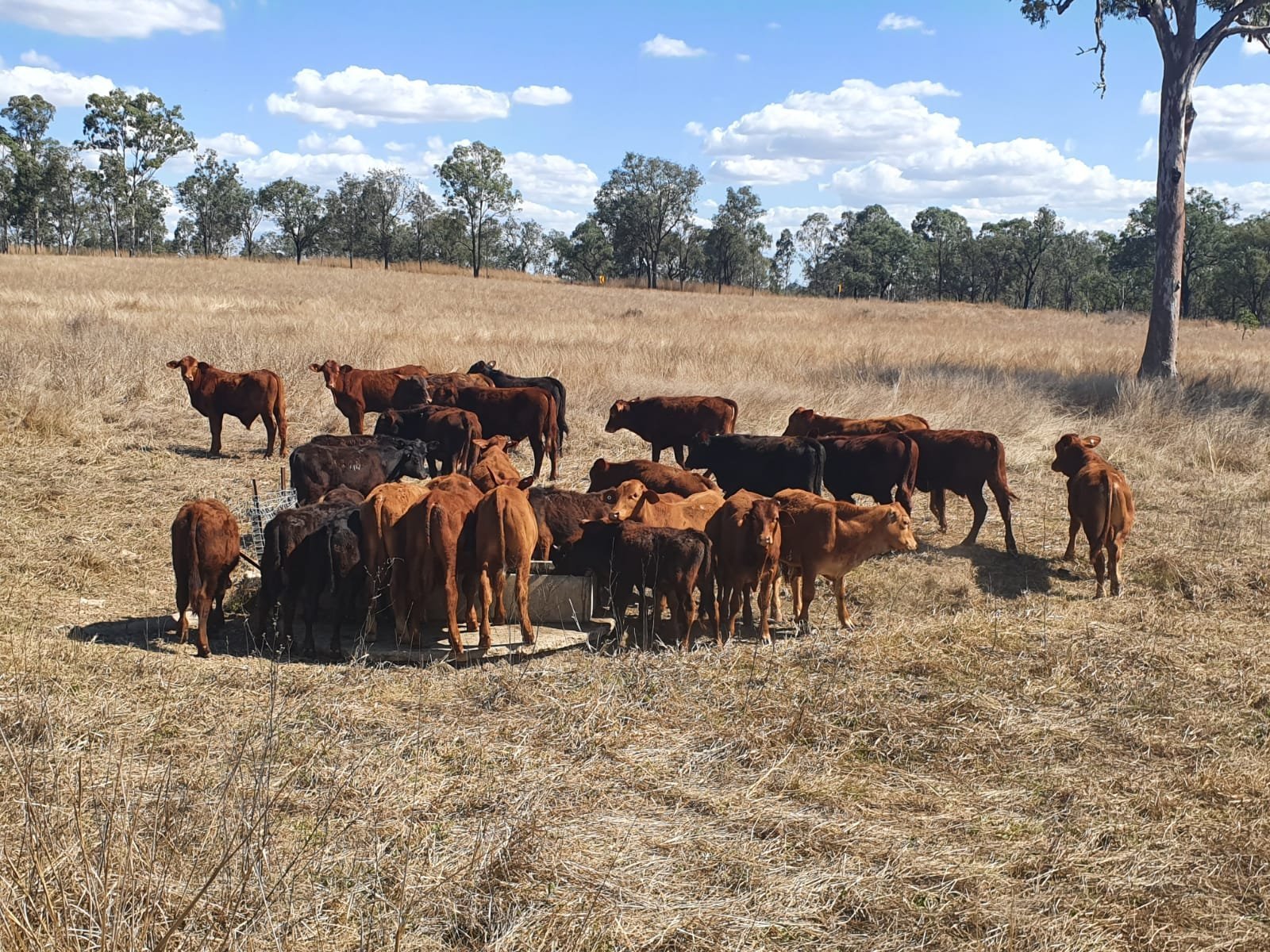 Wyalla Premium Meats – The Best Australian Meats and Livestock